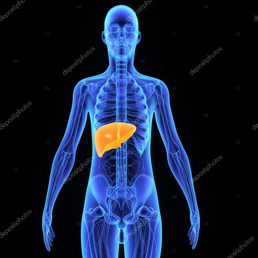 location of liver in human body