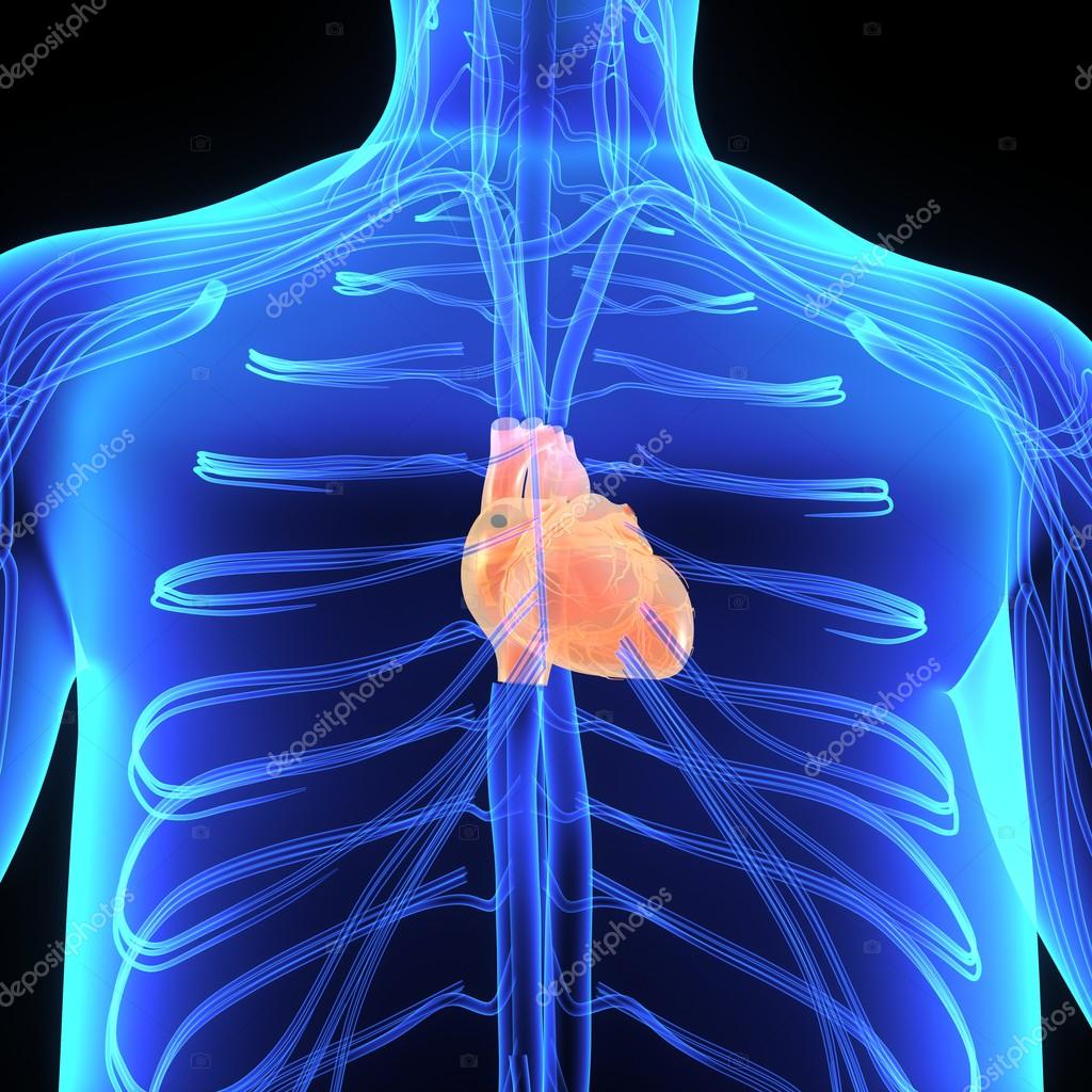 Anatomía Humana El Corazón