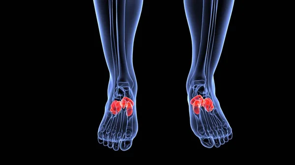 Rede venosa nas pernas Stok Foto, Rede venosa nas pernas Gambar Bebas ...