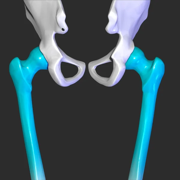 Joint 3d anatomy Stock Photos, Royalty Free Joint 3d anatomy Images ...