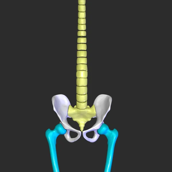 Back bone — Stock Photo © Sell4Shot #76375753