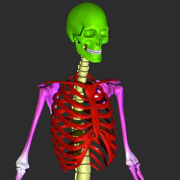 Skeleton Stock Photo by ©Sell4Shot 76375933