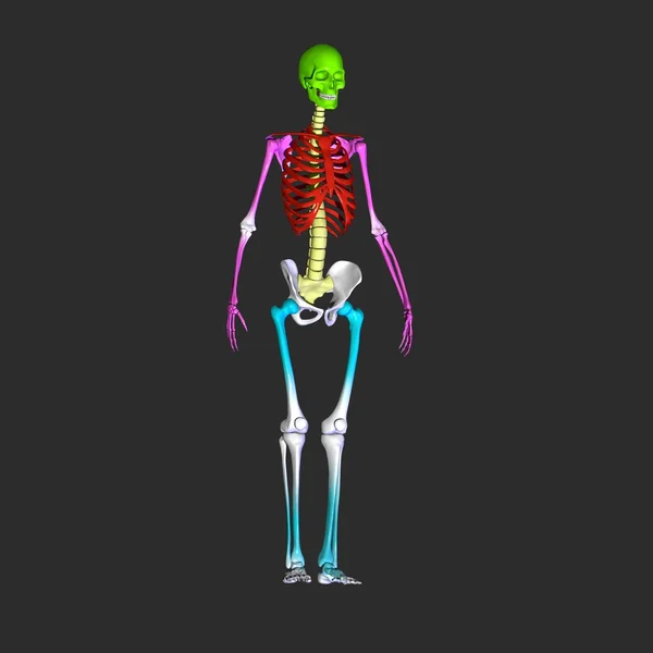 Animated Clipart Skeleton