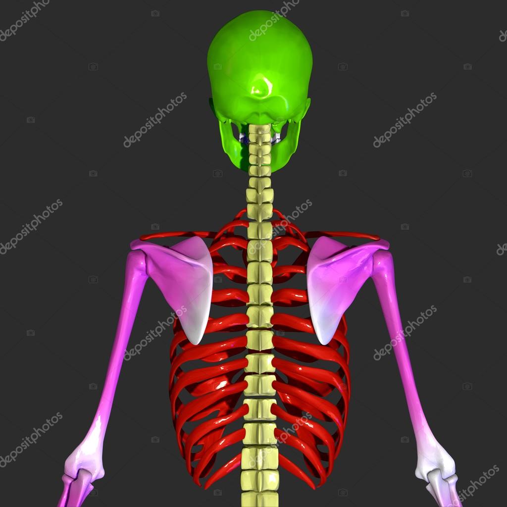 Skeleton — Stock Photo © Sell4Shot #76375867