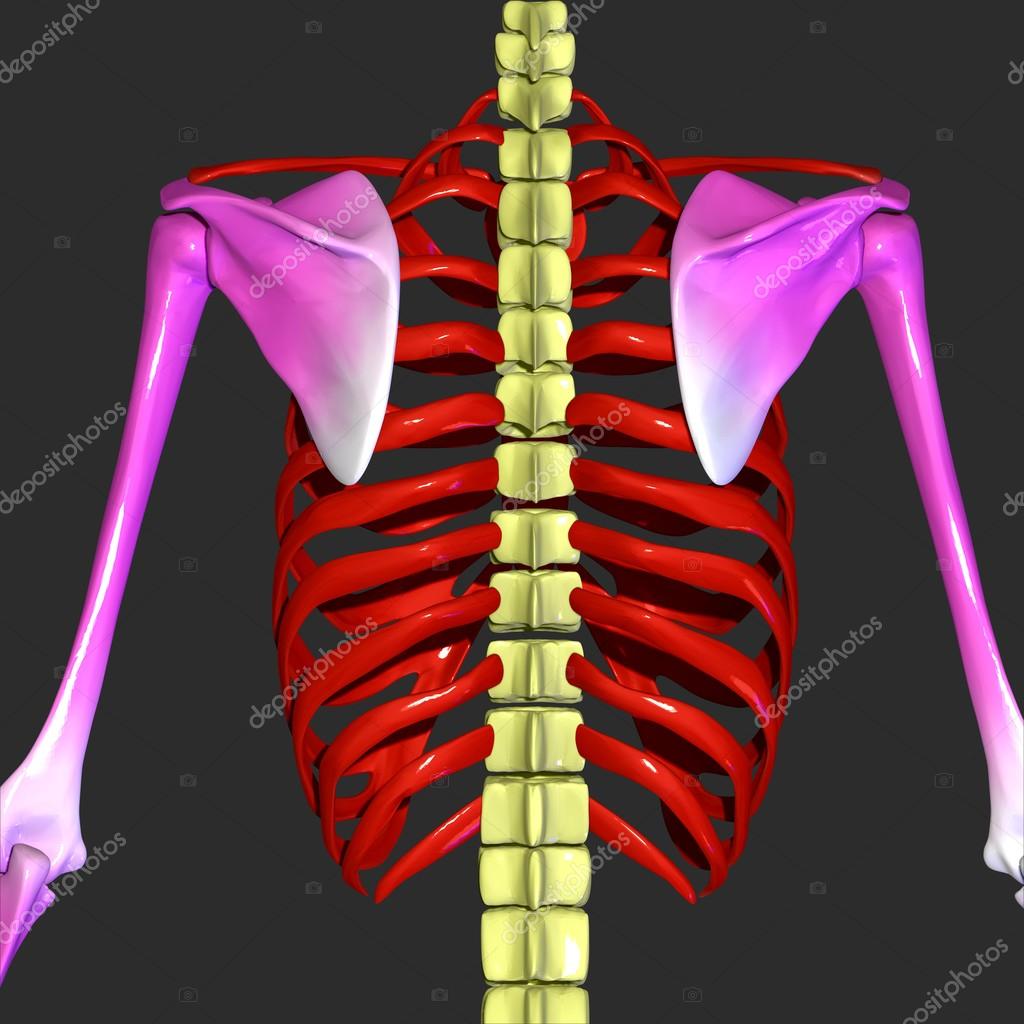 Human rib cage — Stock Photo © Sell4Shot #76376183