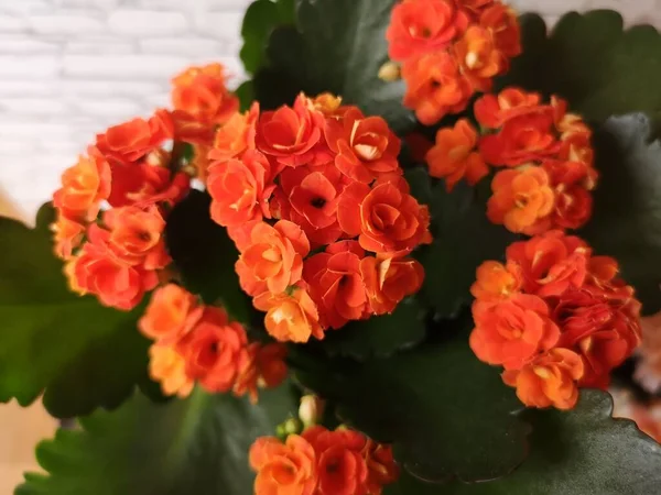 Office flowers Stock Photos, Royalty Free Office flowers Images ...