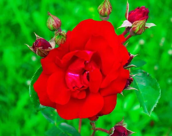 Beautiful red rose flower Stock Photos, Royalty Free Beautiful red rose ...