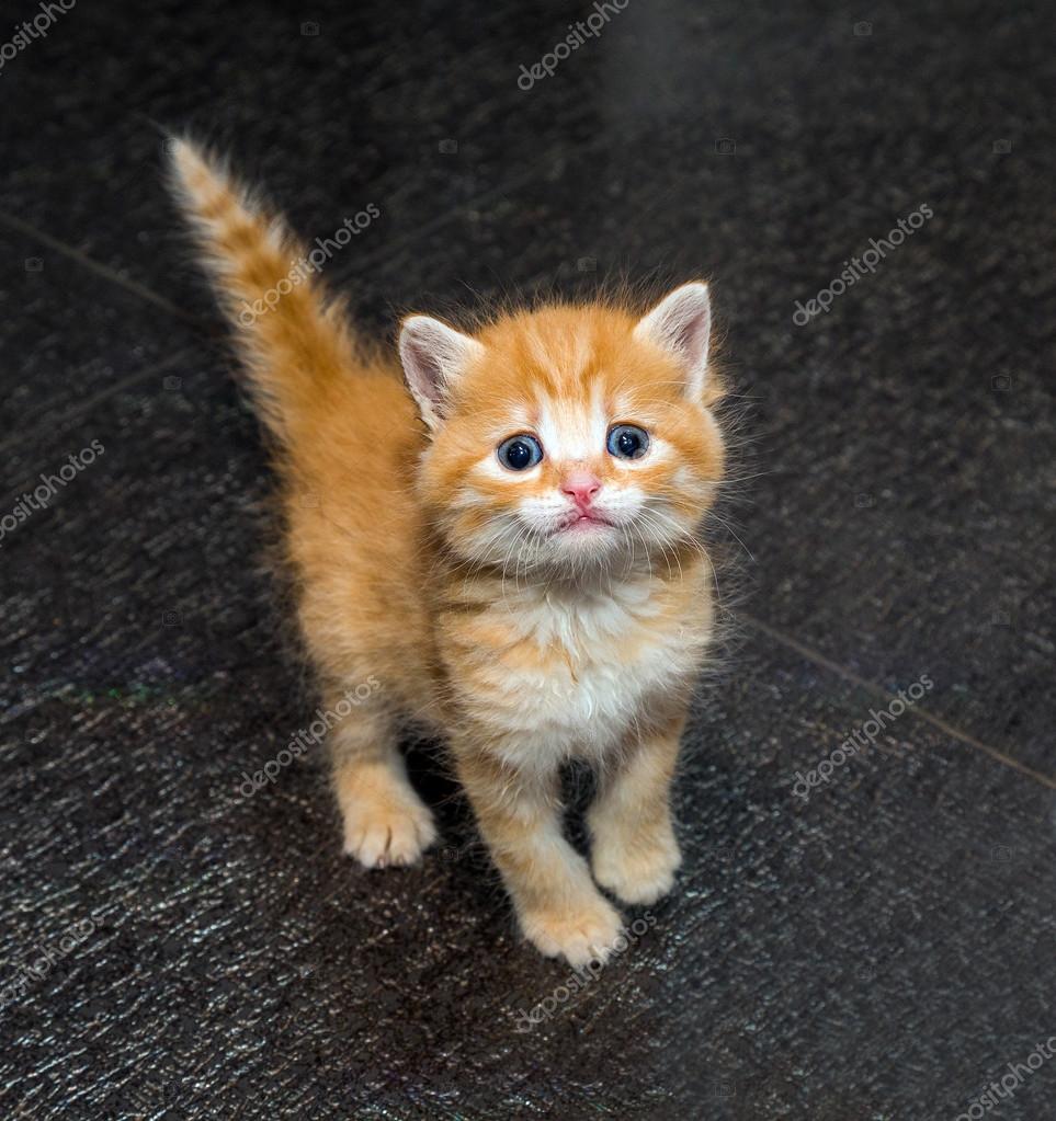 Cute ginger kitten — Stock Photo © arcadi1962 #117714992