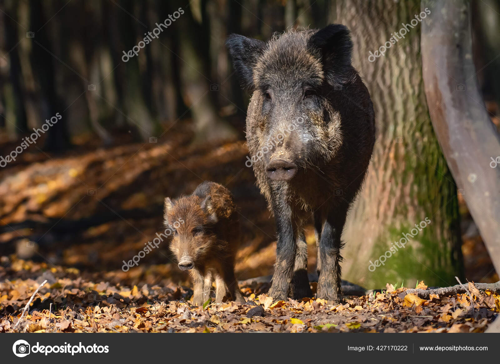 Big Wild Boar Autumn Forest Stock Photo by ©Andriy3881 427170222