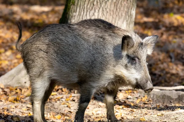 Big Wild Boar Autumn Forest Stock Photo by ©Andriy3881 427170222