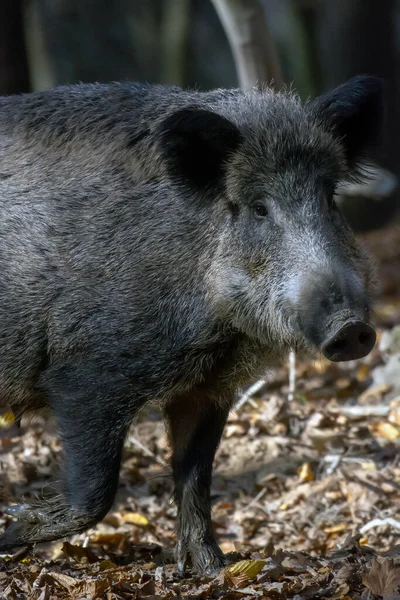 Big Wild Boar Autumn Forest Stock Photo by ©Andriy3881 427170222