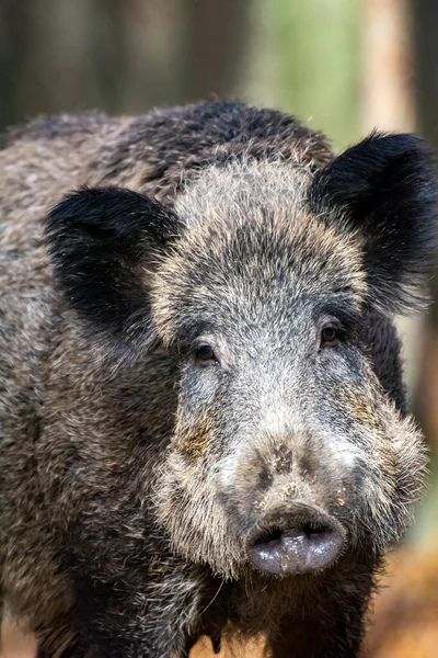 Big Wild Boar Autumn Forest Stock Photo by ©Andriy3881 427170222