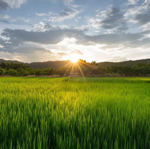 Rice field Stock Photos, Royalty Free Rice field Images | Depositphotos