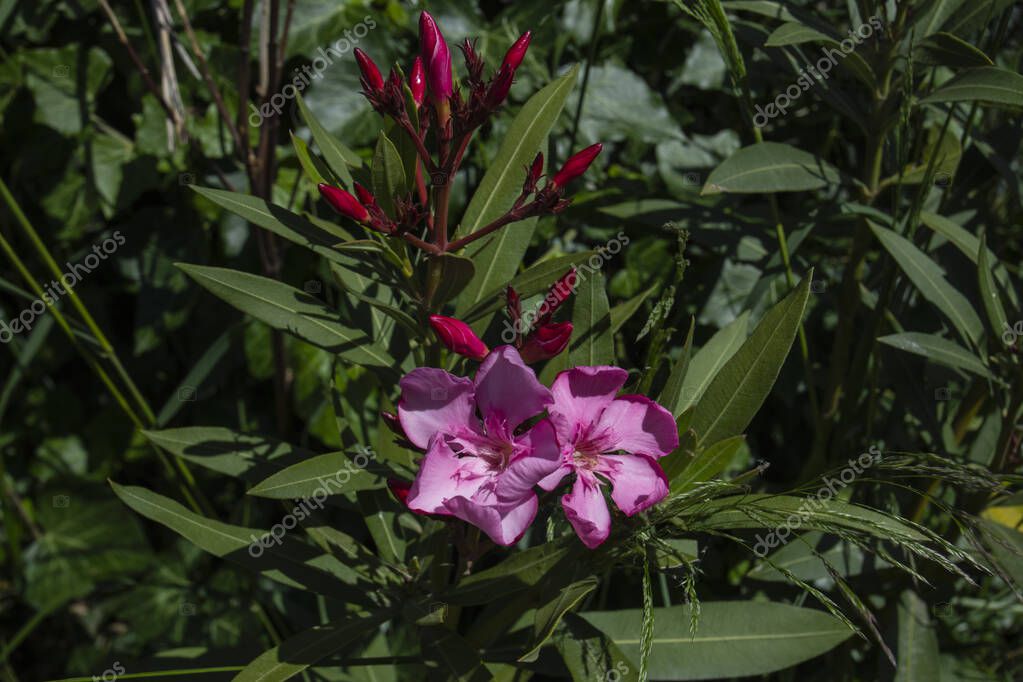 La adelfa de Nerium, comúnmente conocida como adelfa o nerium, es un ...