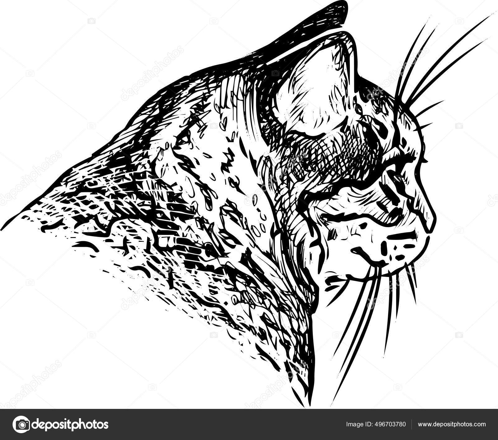 Cat Face Profile Drawing