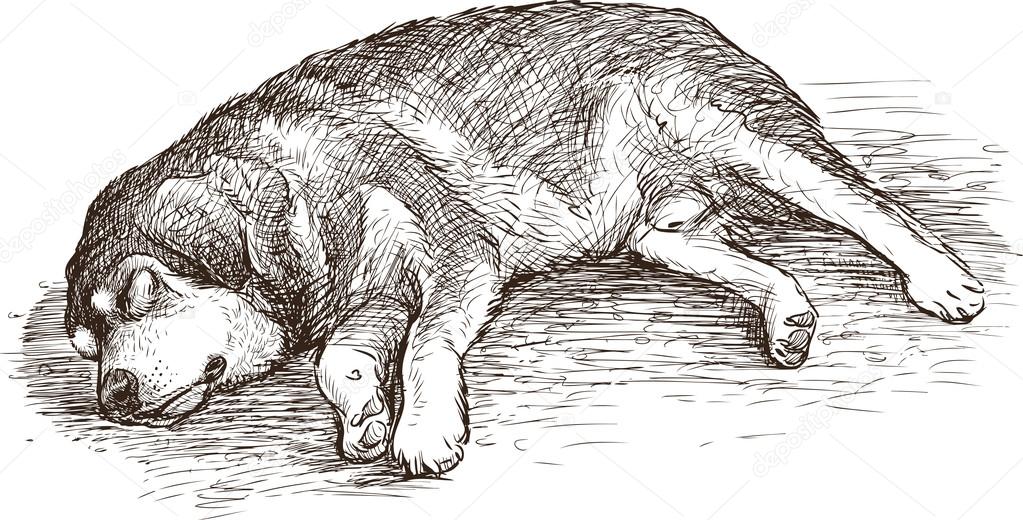 Dog Lying Down Drawing