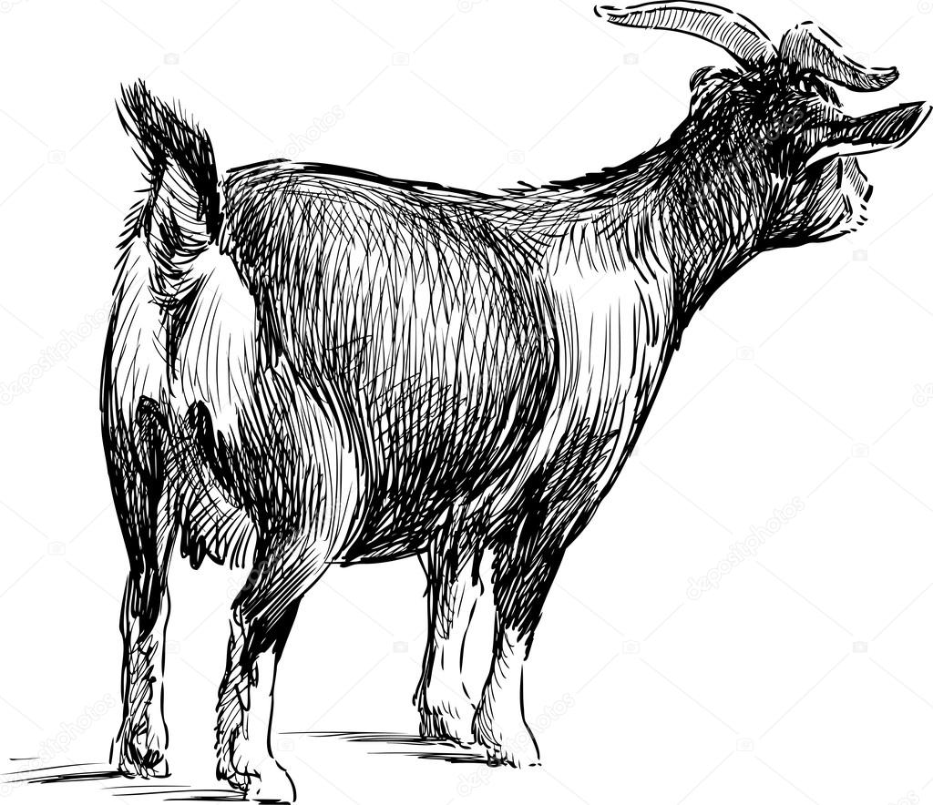 Observación de cabras Vector de stock #84184372 de ©alekseimakarov