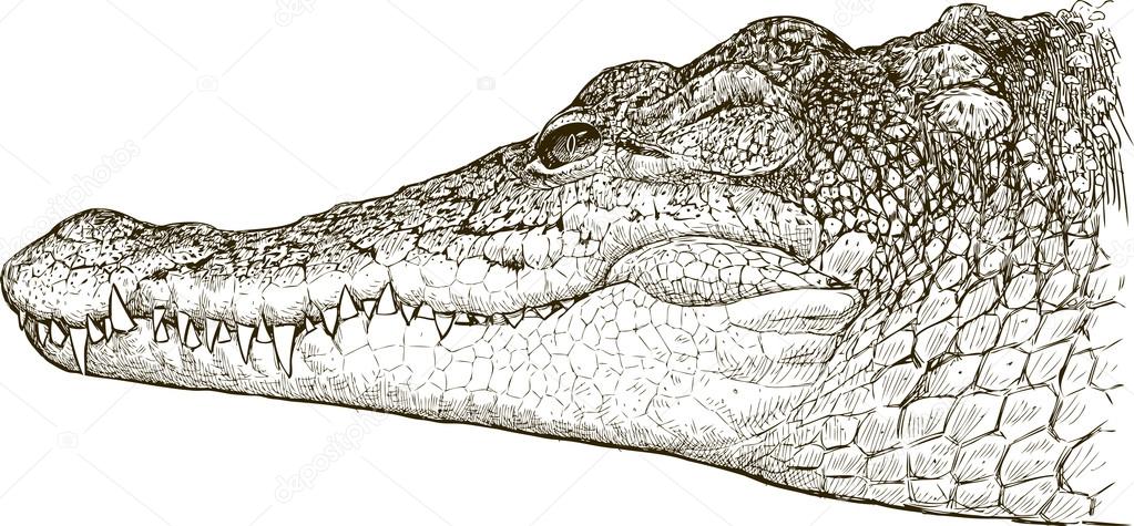 Crocodile Head Outline