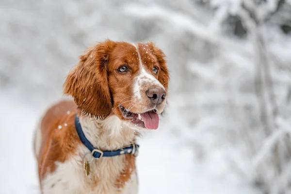 Welsh springer spaniel Stock Photos, Royalty Free Welsh springer ...