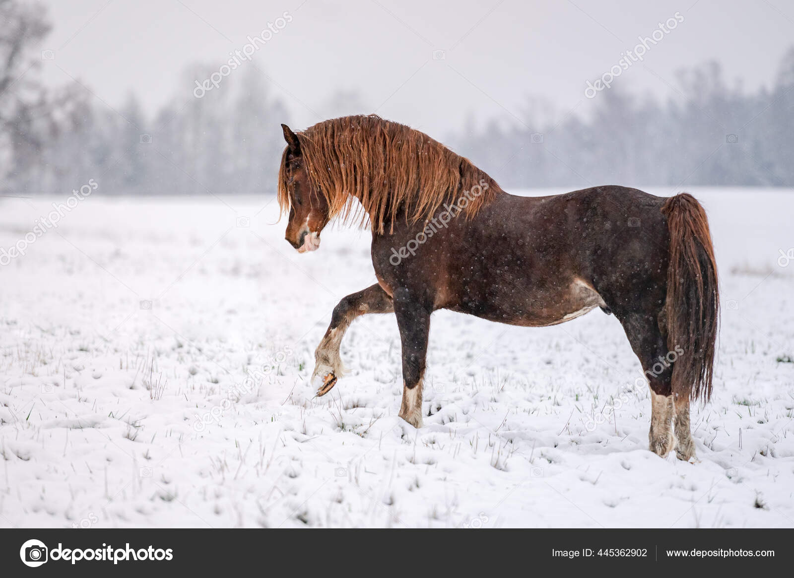 Galoppierender Fuchs Walisisch Pony Cob Hengst Schnee Atemberaubendes ...