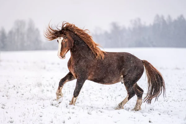 Galloping chestnut welsh pony cob stallion in snow. Stunning active ...