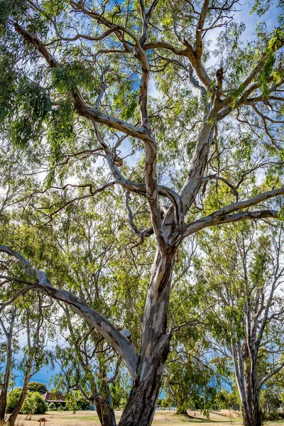 Australian Eucalyptus Trees