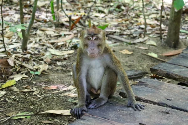 Santuario de bosque del mono fotos de stock, imágenes de Santuario de bosque del mono sin ...