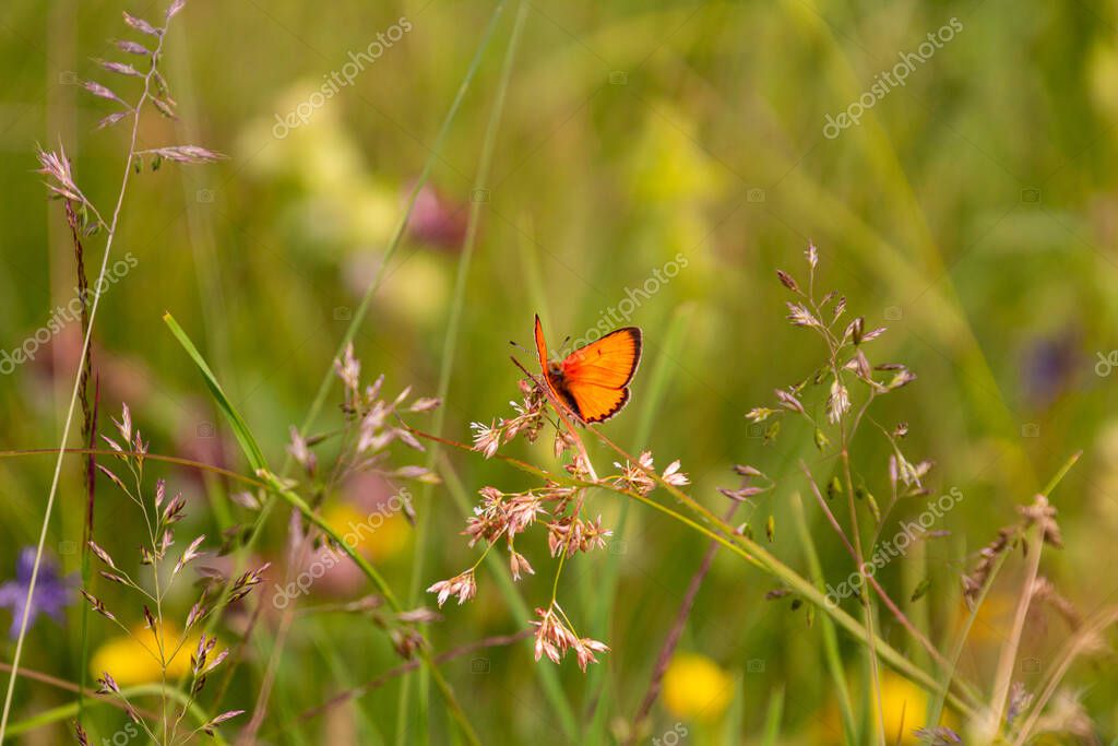 macho gran mariposa de cobre (Lycaena dispar) en pradera de montaña de Pfossental (Naturpark ...