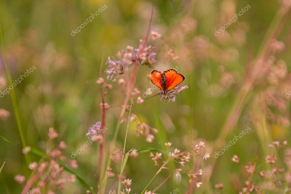 mariposa masculina de cobre escaso (Lycaena virgaureae) en el prado montañoso de Pfossental ...