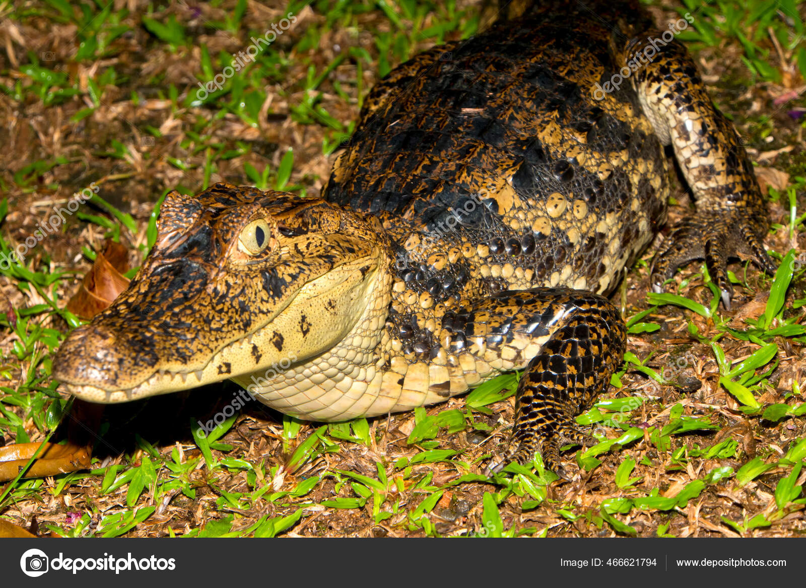 Spectacled Caiman