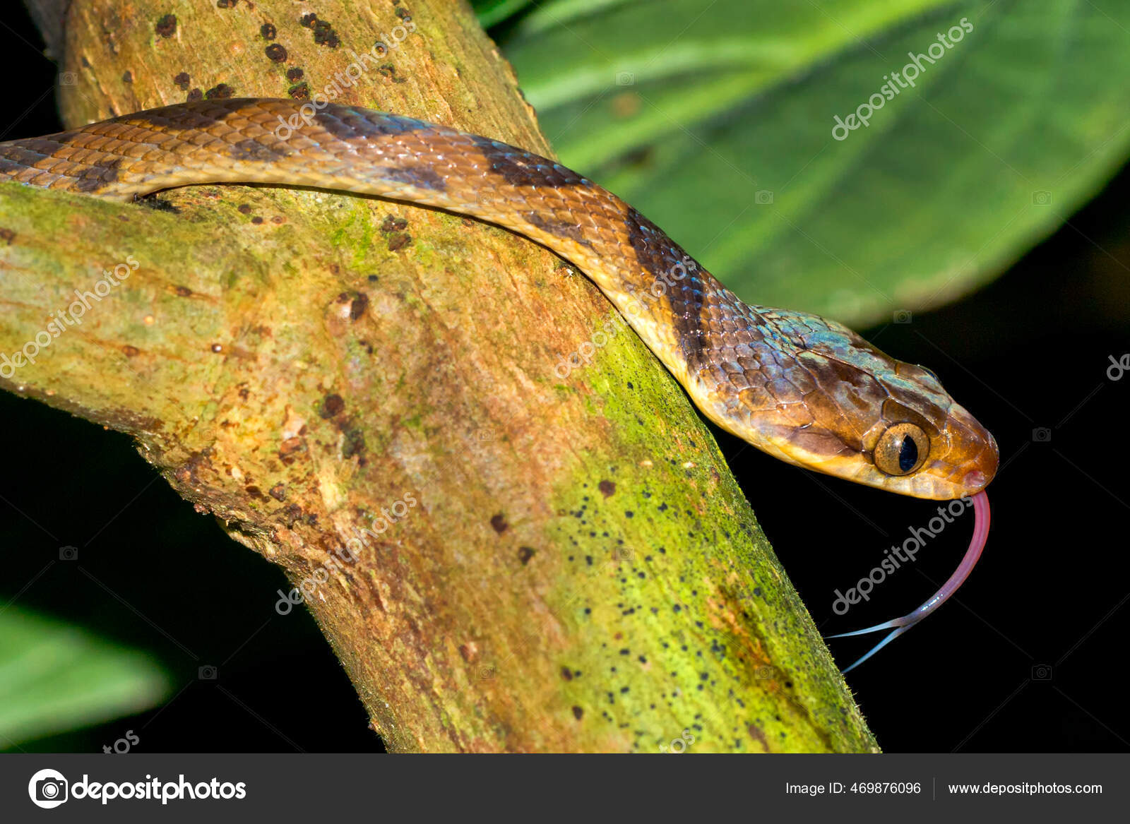Snakes In The Tropical Rainforest
