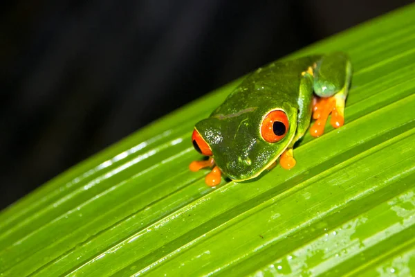 Red-eyed Tree Frog, Agalychnis callidryas, Tropical Rainforest ...