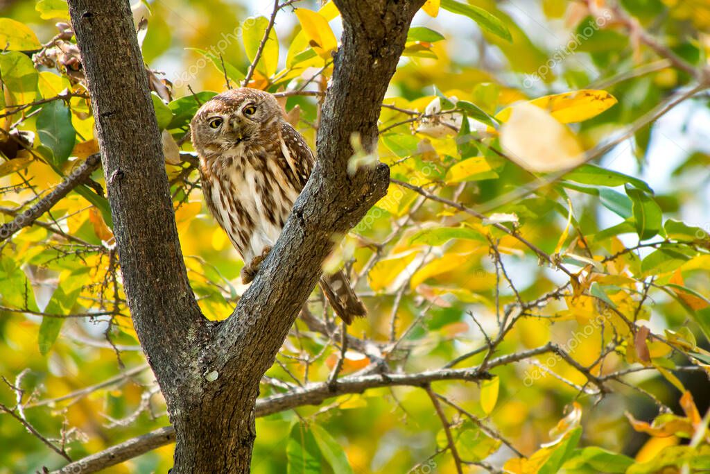 Búho manchado de perlas, Glaucidium perlatum, Delta del Okavango ...