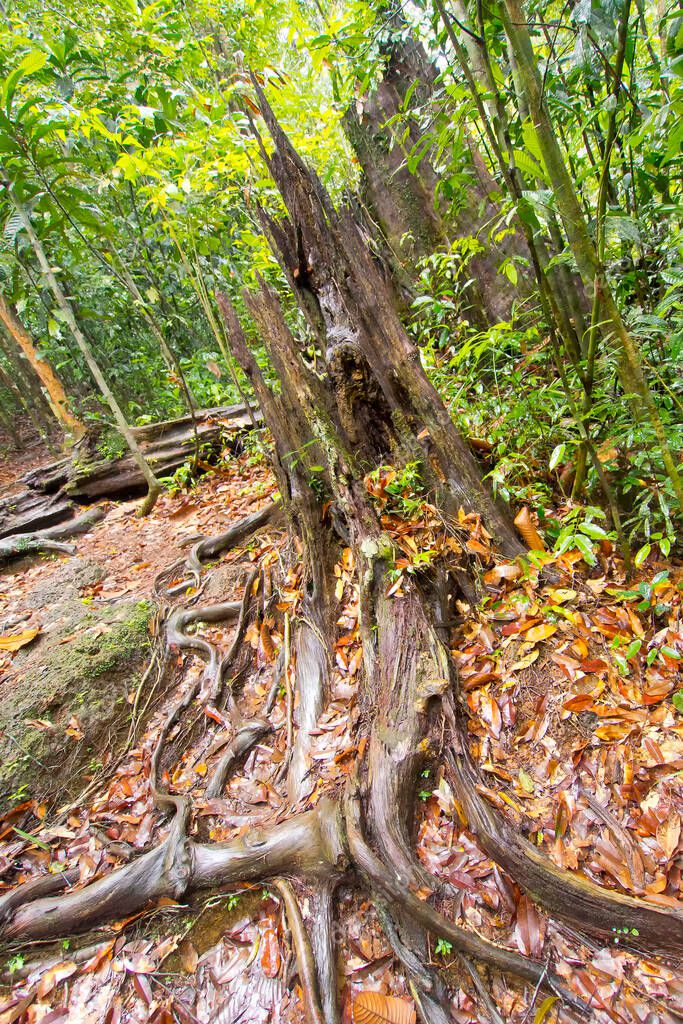 Árboles y raíces viejos, Bosque lluvioso del Parque Nacional Sinharaja ...