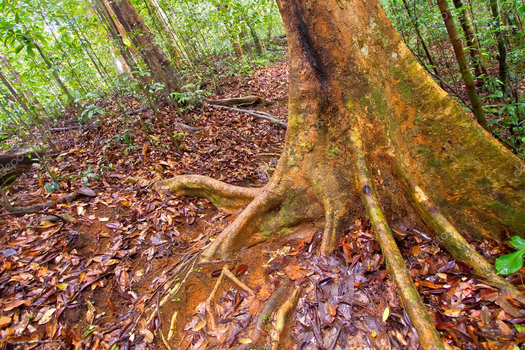 Árboles y raíces viejos, Bosque lluvioso del Parque Nacional Sinharaja ...