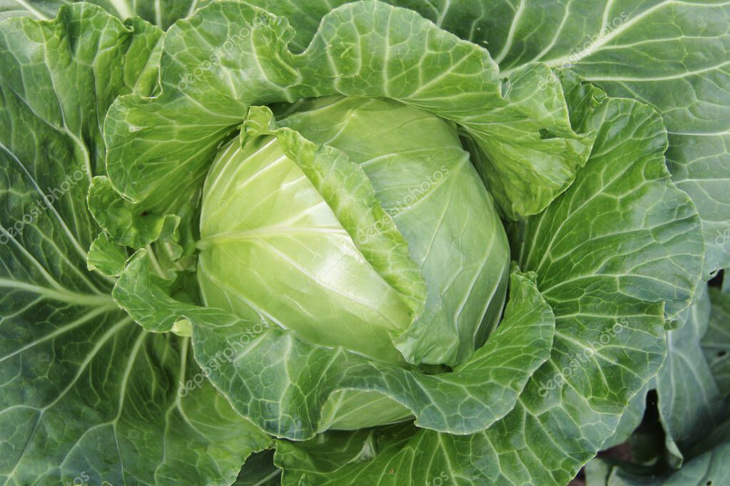 Col verde fresca madurando cabezas en el campo de un granjero ...