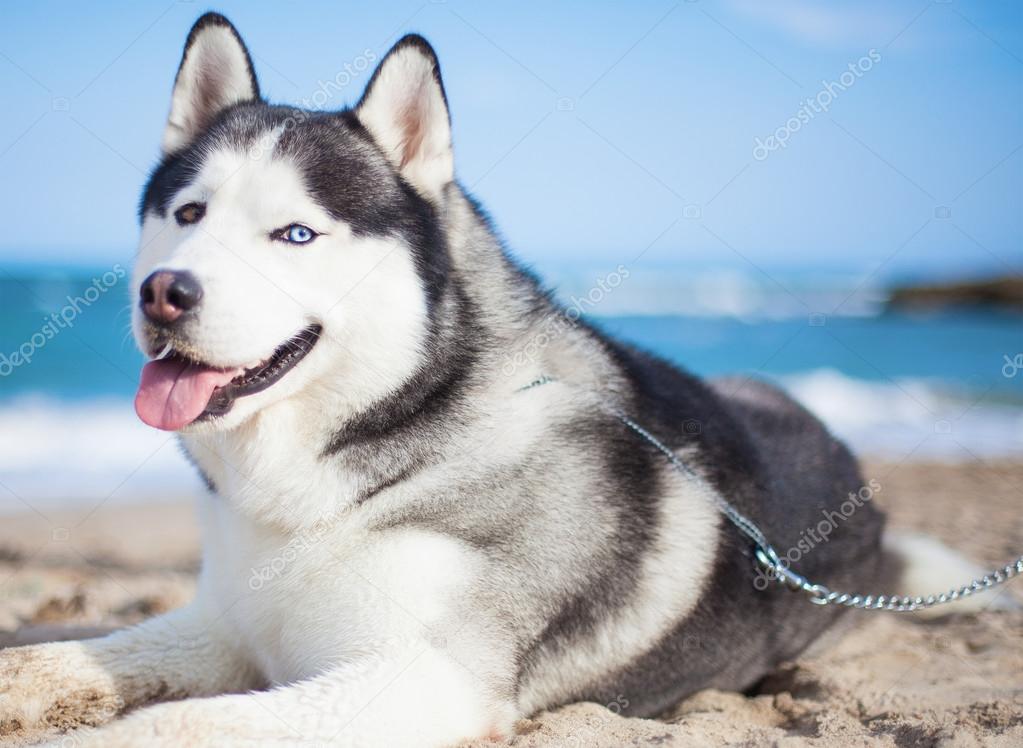 Purebred husky resting — Stock Photo © AsierRomeroCarballo #67006685