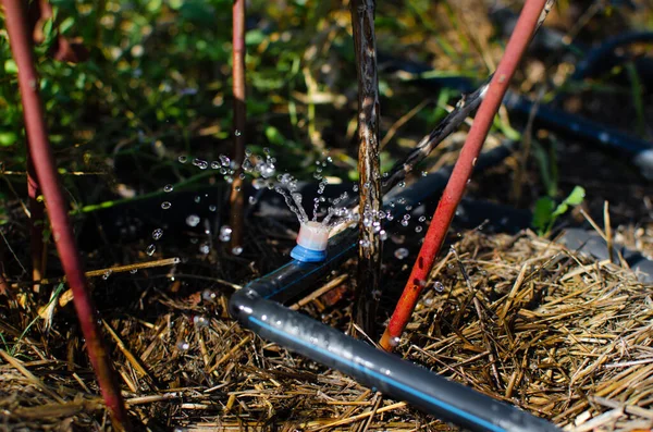 Drip irrigation system Stock Photos, Royalty Free Drip irrigation ...