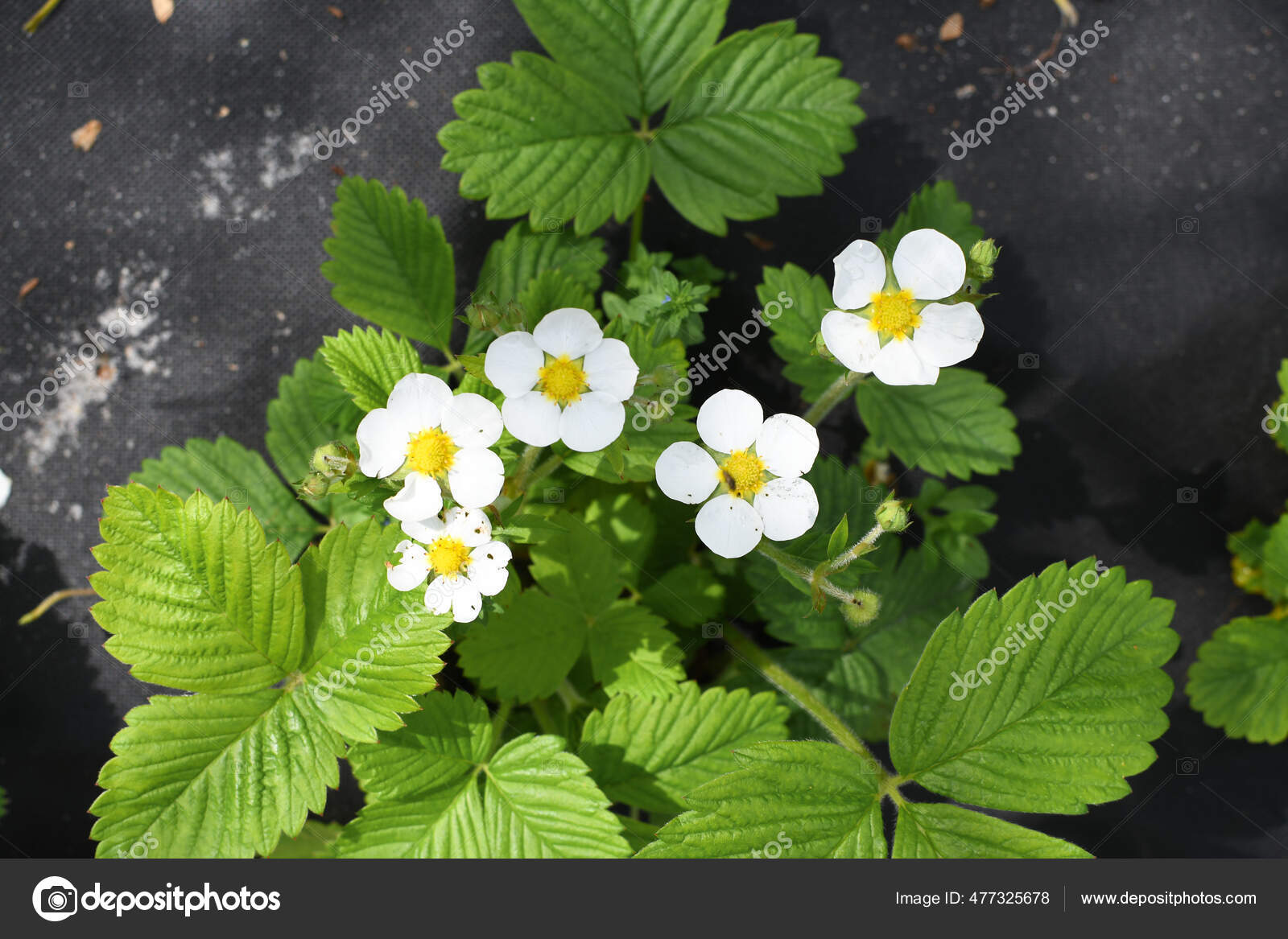 White Buds Strawberries Bush Sprig Strawberry Bud White Flowers Bush ...