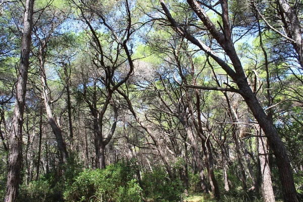Joseph tree national park Stock Photos, Royalty Free Joseph tree ...
