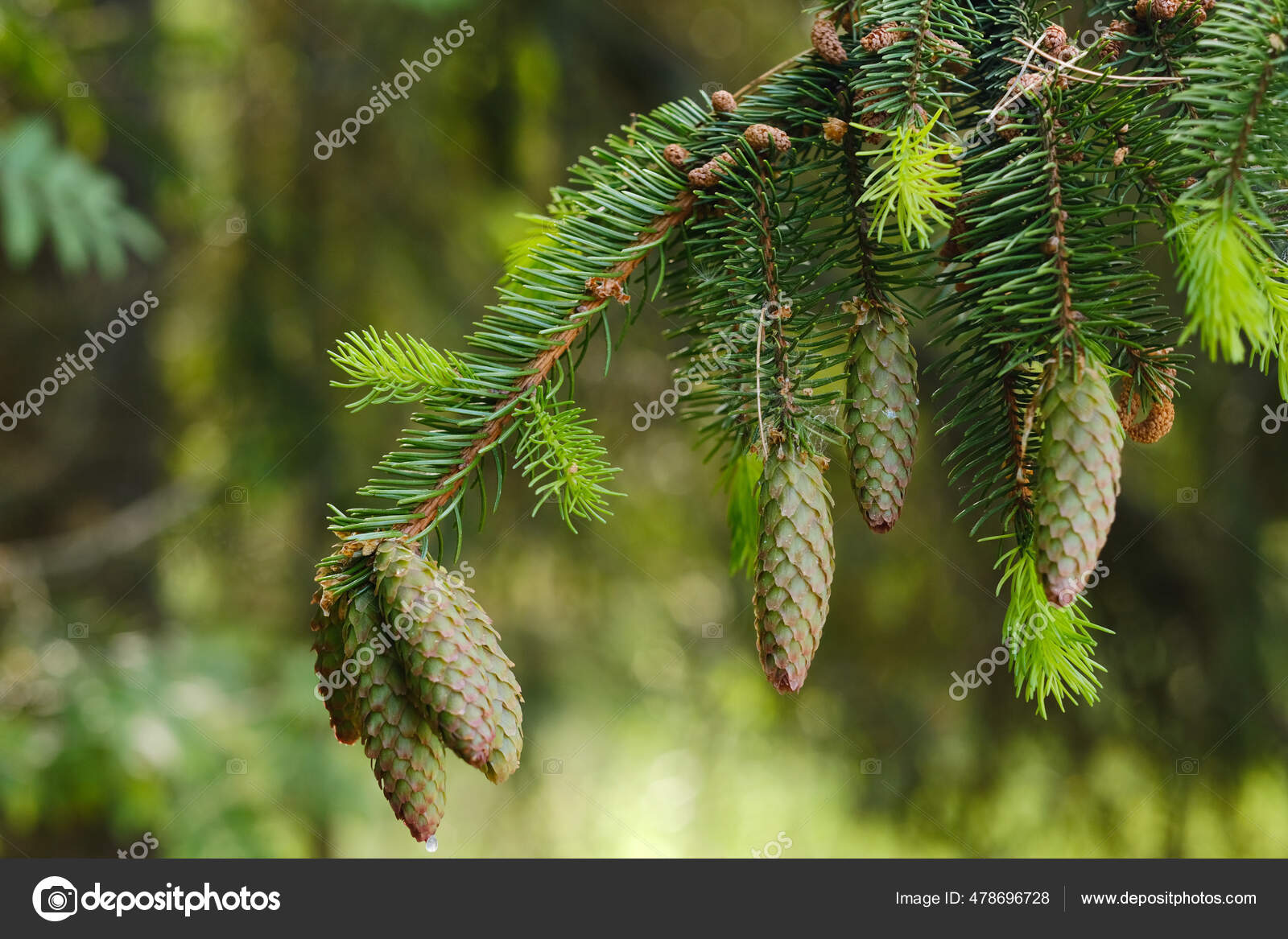 Spruce Cone Branch Spruce Tree Forest Nature Stock Photo by ©Lobachad ...