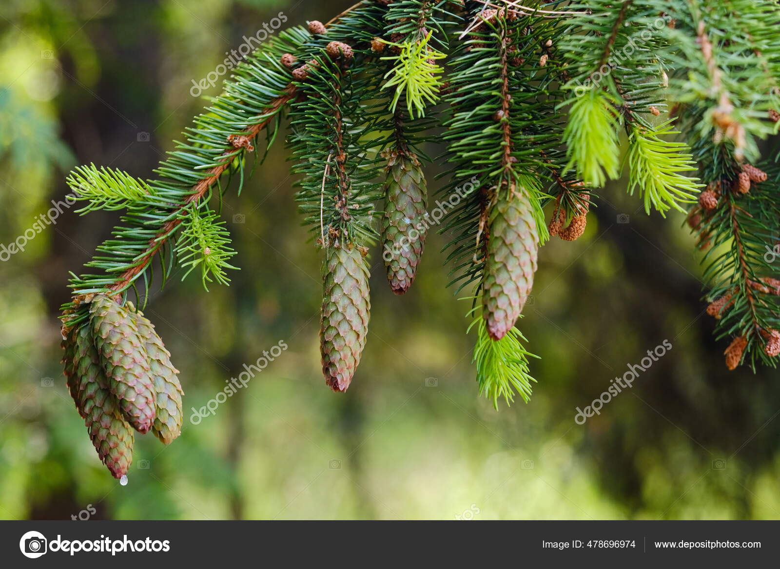 Spruce Cone Branch Spruce Tree Forest Nature Stock Photo by ©Lobachad ...
