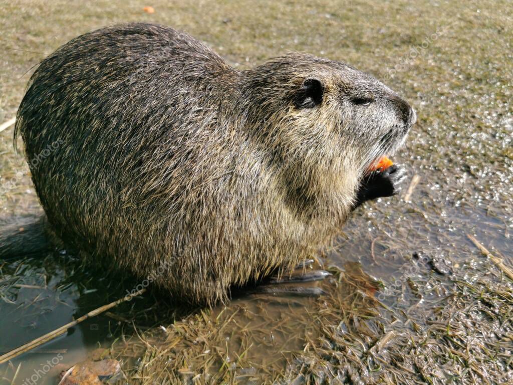 Nutria or myocastor coypus, also known as nutria. It is a large ...