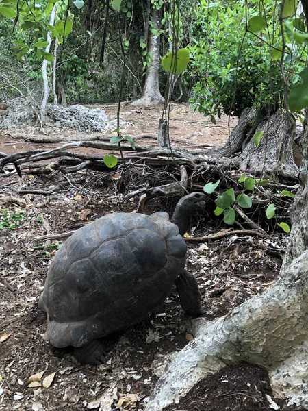 Tortuga gigante de Aldabra o Aldabrachelys gigantea, parte de una peque ...