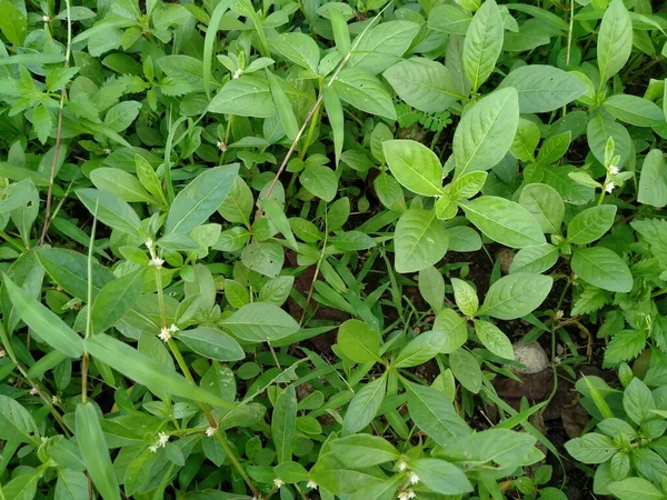 Indian bean plant Stock Photos, Royalty Free Indian bean plant Images ...