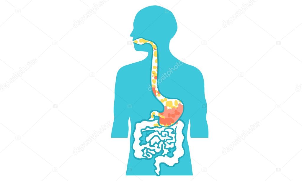 Inside body human vector Stock Vector Image by ©Onontour #76828279