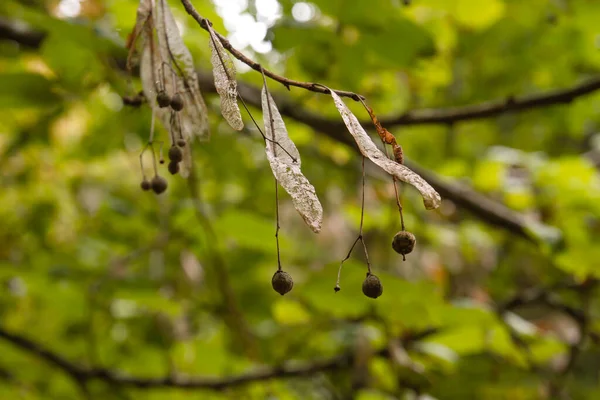Common linden fruit Stock Photos, Royalty Free Common linden fruit ...