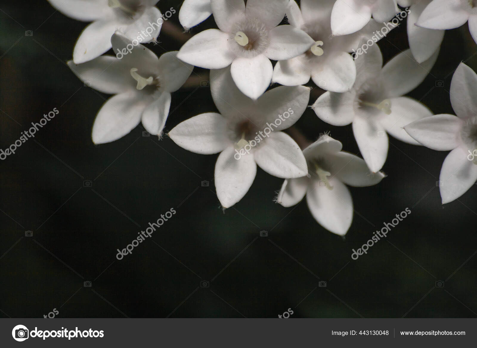 White Pentas Starcluster