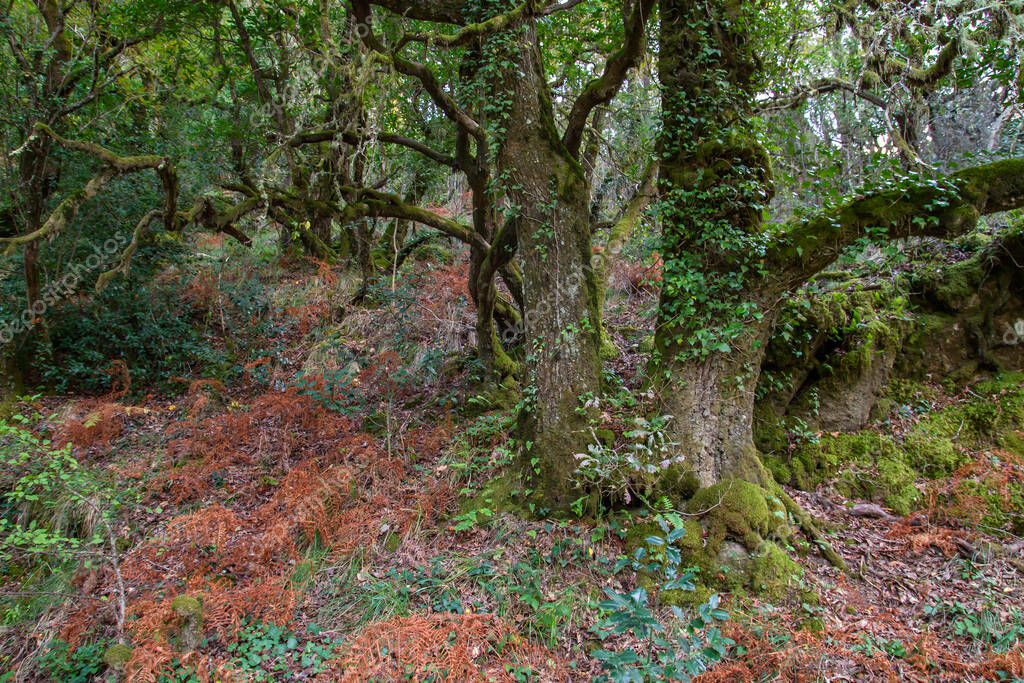 Antiguo quercus robur árboles en otoñal Mata da Albergaria, hoja ancha ...