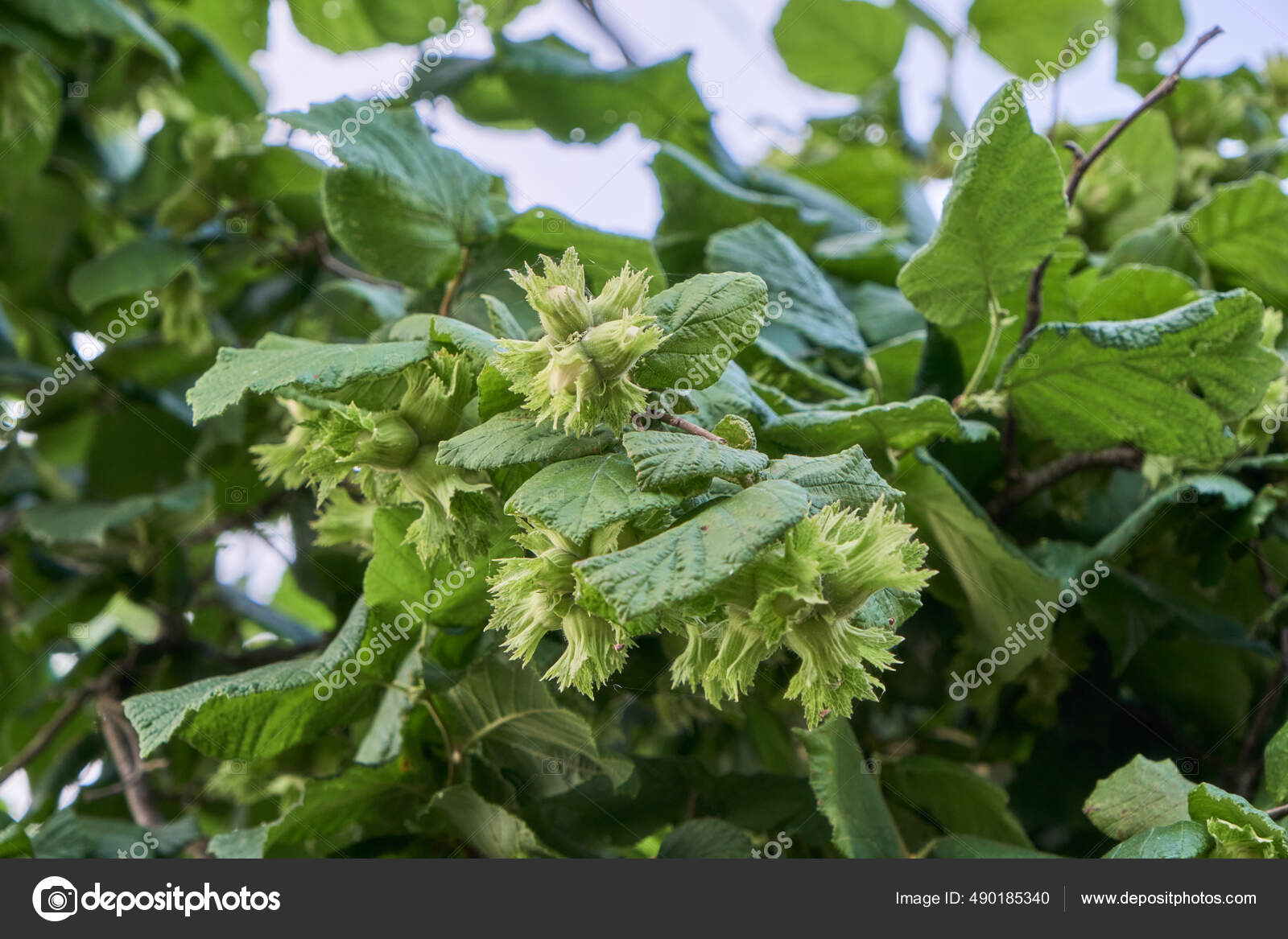Corylus Avellana Common Hazel Tree Growing Hazelnuts Detail Stock Photo ...